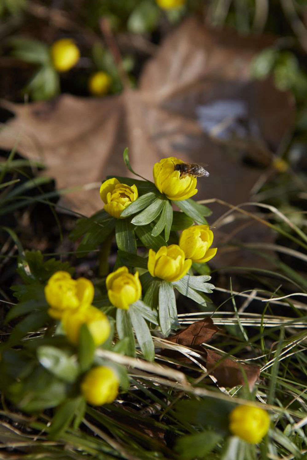Gardening 101: Aconites - Gardenista