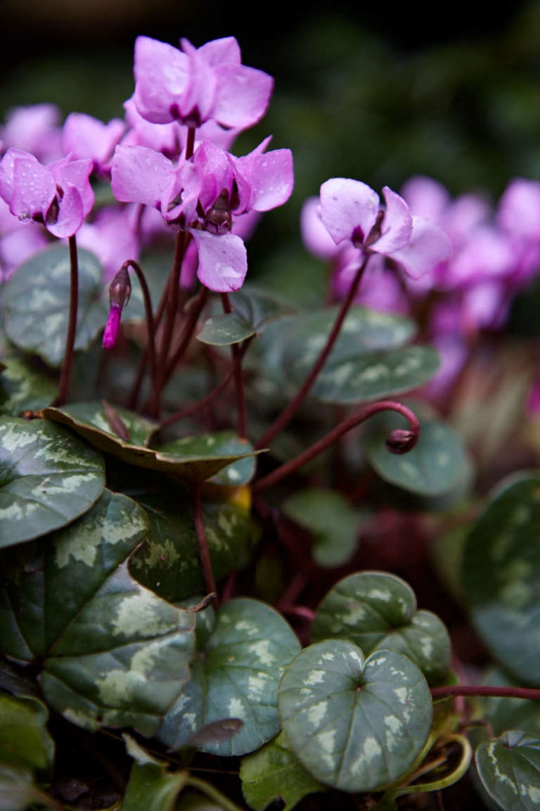 Everything You Need to Know About Bulbs and Tubers - Gardenista