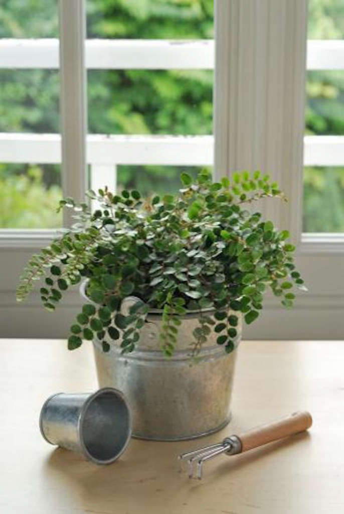 Gardening 101: Button Fern - Gardenista