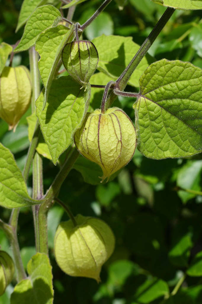 Gardening 101: Cape Gooseberry - Gardenista