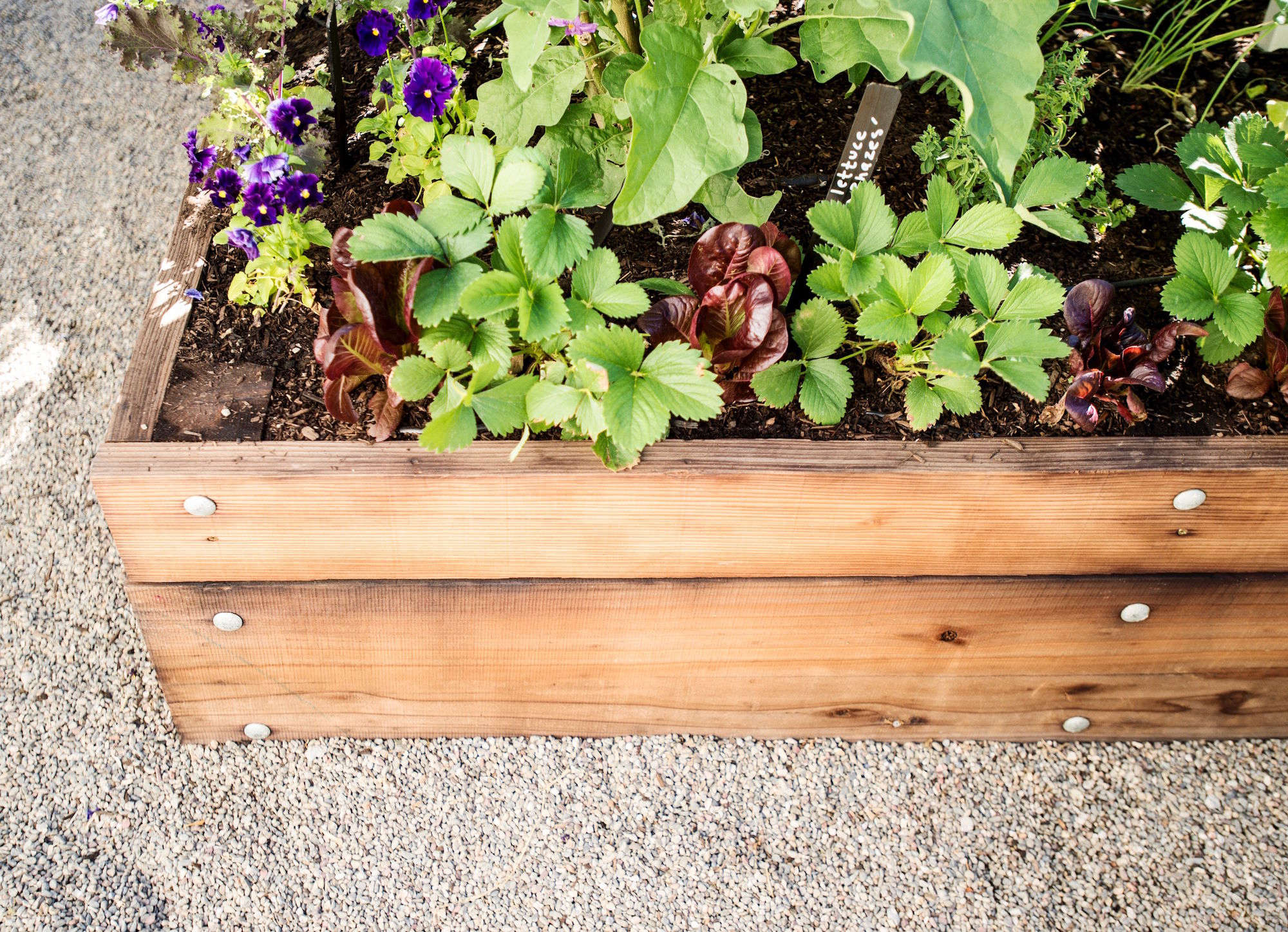How to Successfully Grow Edible Gardens: A Field Guide to Planting ...