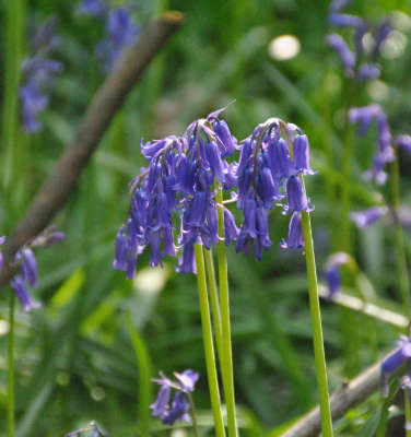 How to Successfully Grow English Bluebells: A Field Guide to Planting ...
