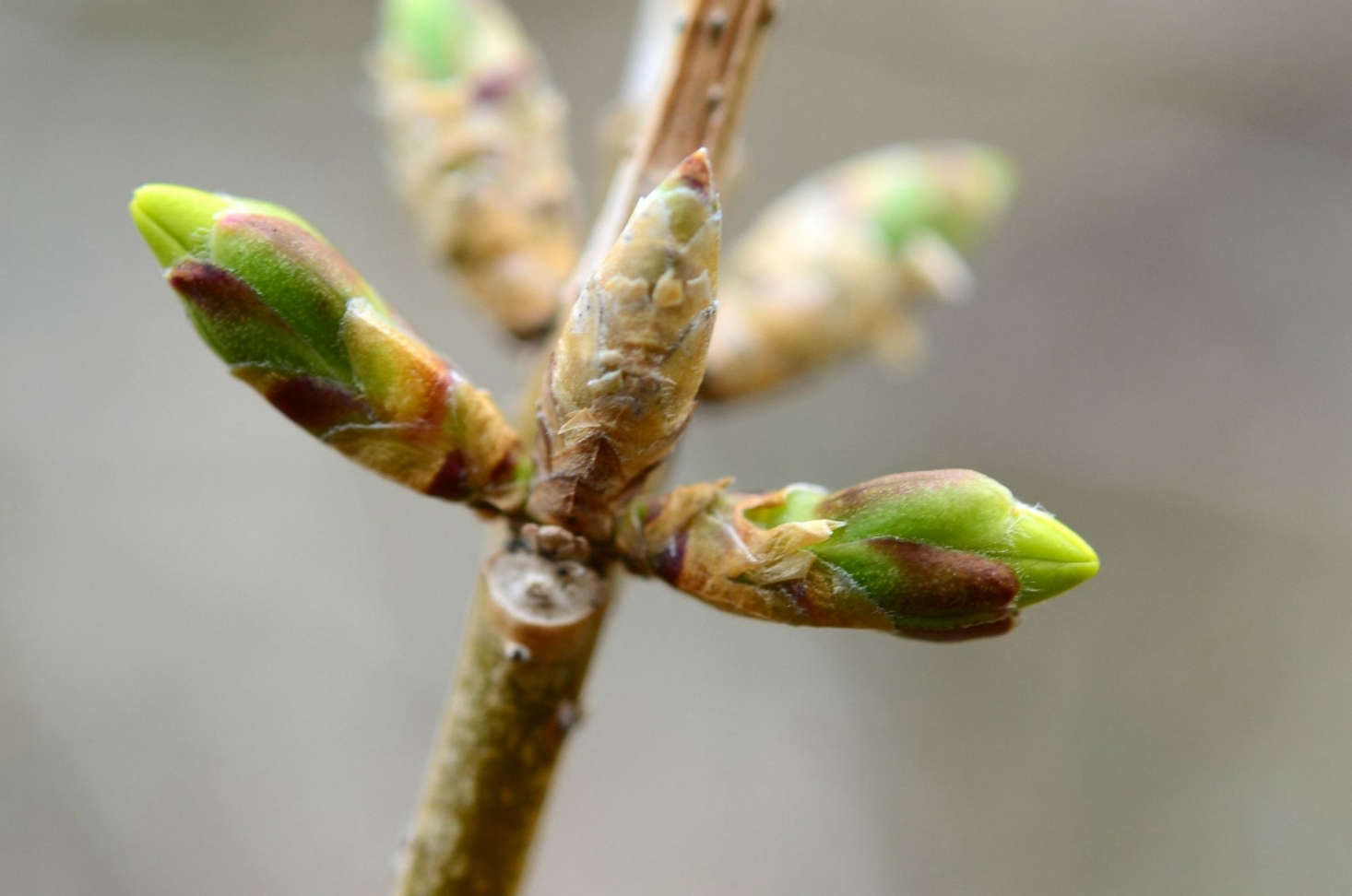 Gardening 101: Forsythia - Gardenista
