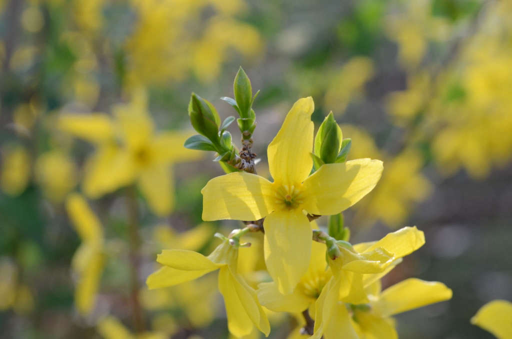 Gardening 101: Forsythia - Gardenista