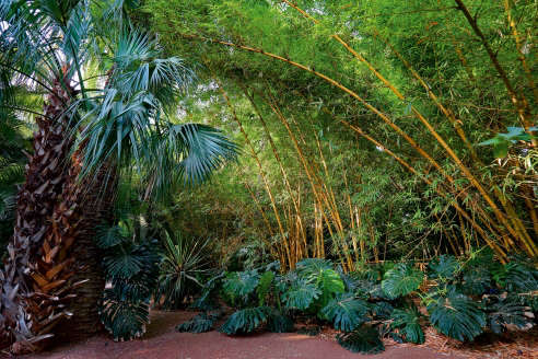 10 Things Nobody Tells You About Bamboo - Gardenista