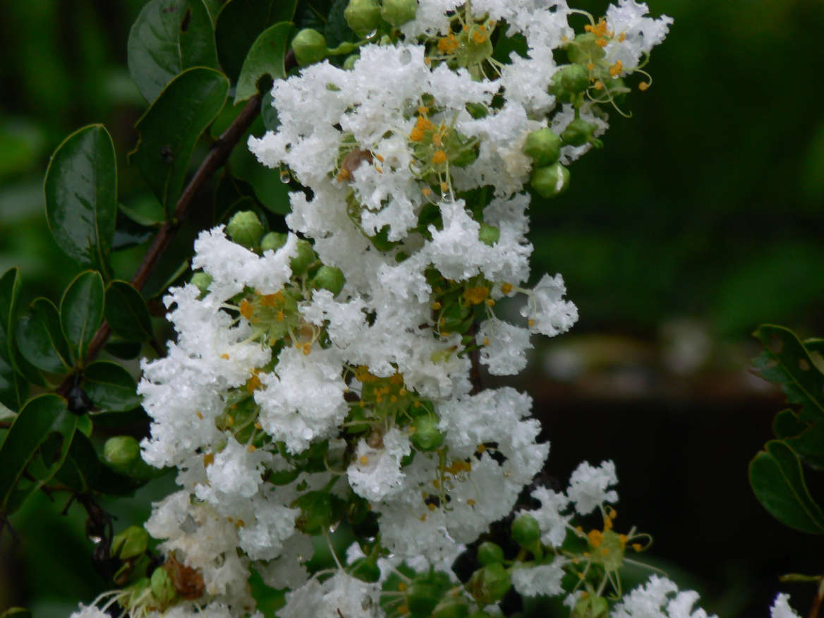 Gardening 101: Crape Myrtle - Gardenista