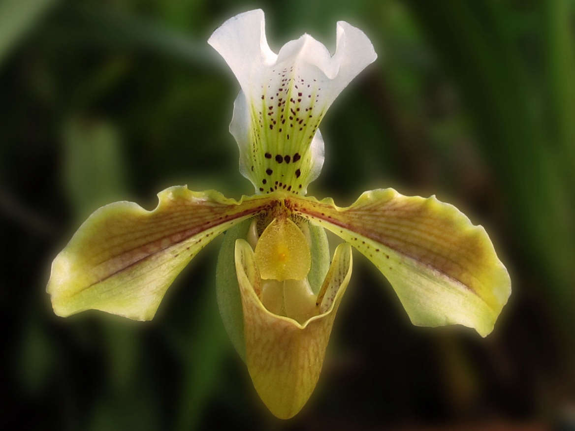 Gardening 101: Orchids - Gardenista