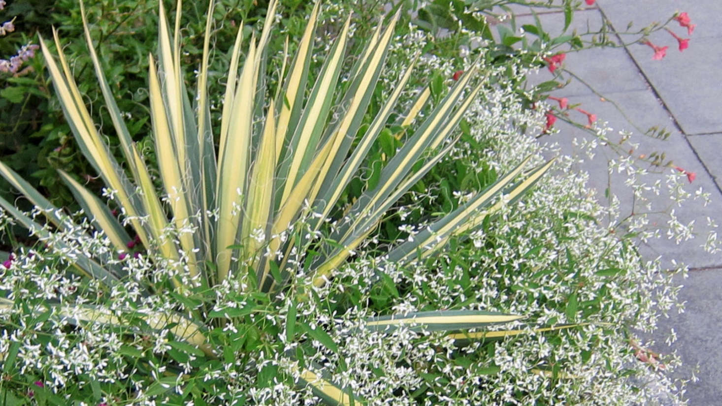 Yuccas: Planting and Care Tips for a Succulent Shrub