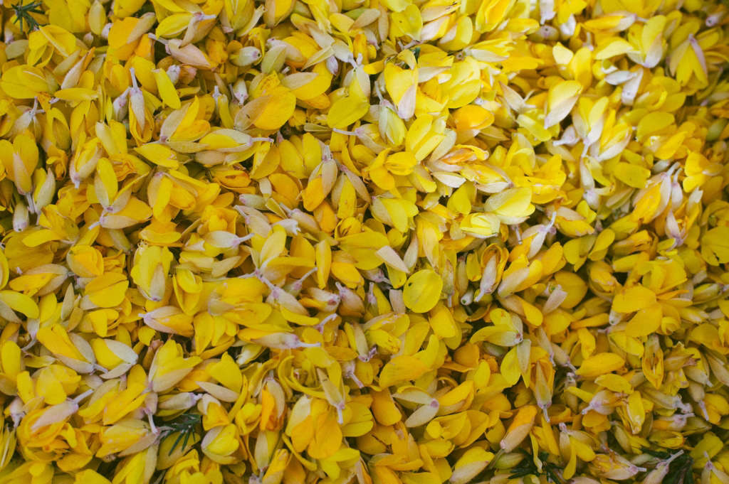 Recipe: Early Spring Cocktail with Gorse Syrup, from Galway - Gardenista