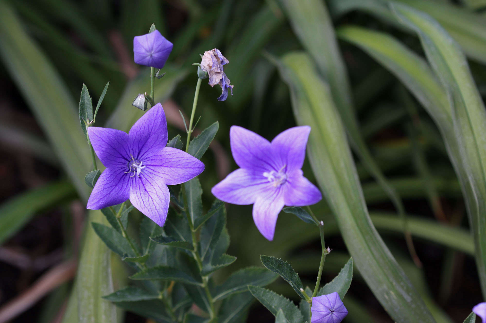 Gardening 101: Bellflowers - Gardenista