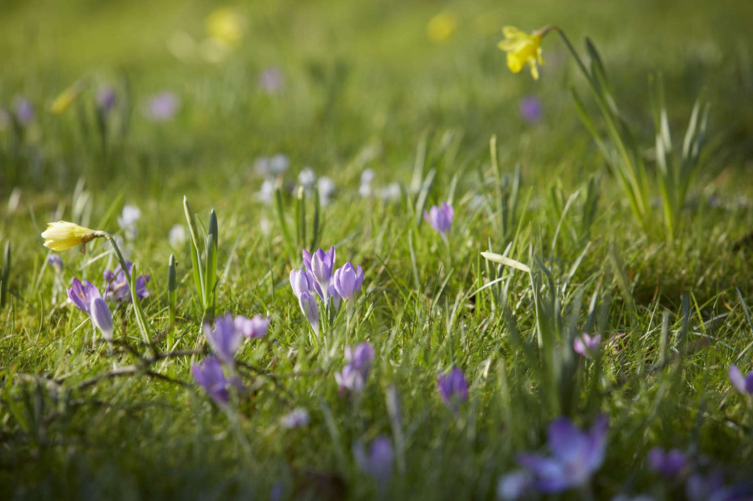 Garden Design 101: Crocus, a Perfect Excuse for Color - Gardenista