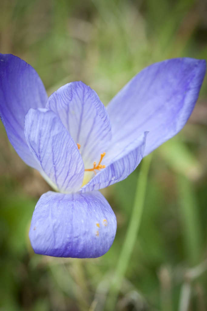 Garden Design 101: Crocus, a Perfect Excuse for Color - Gardenista