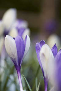 Garden Design 101: Crocus, a Perfect Excuse for Color - Gardenista