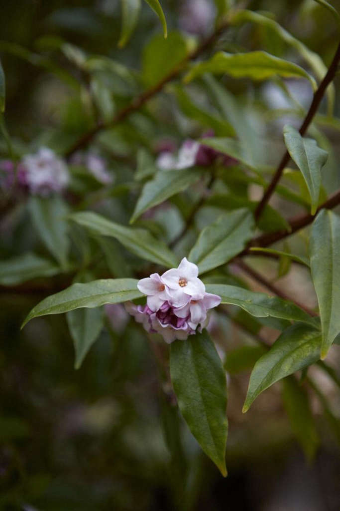 Gardening 101: Daphne - Gardenista
