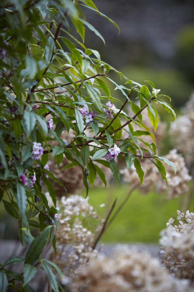 Gardening 101: Daphne - Gardenista