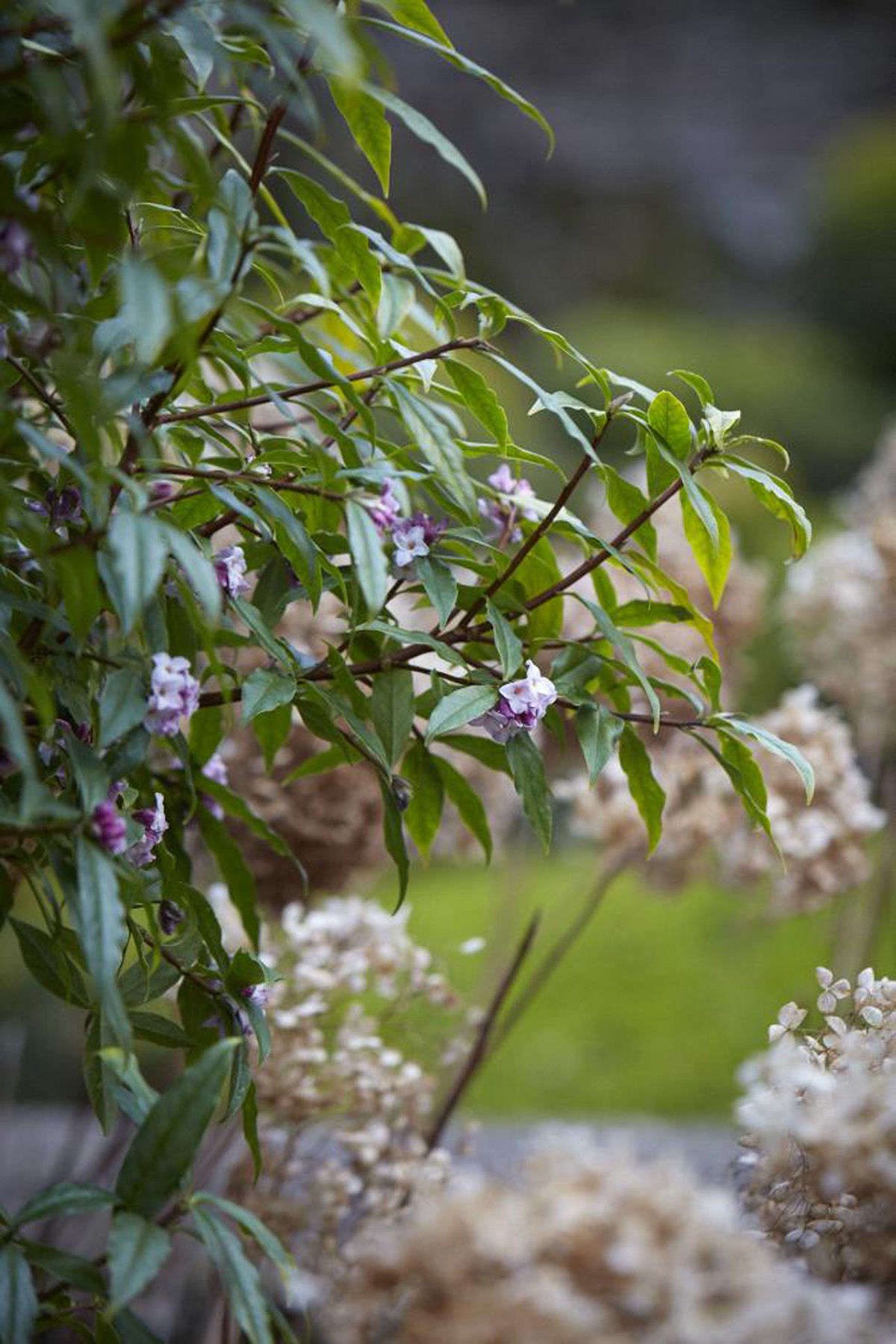 Gardening 101: Daphne - Gardenista