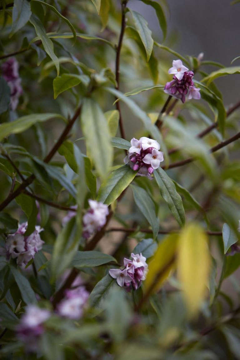Gardening 101: Daphne - Gardenista