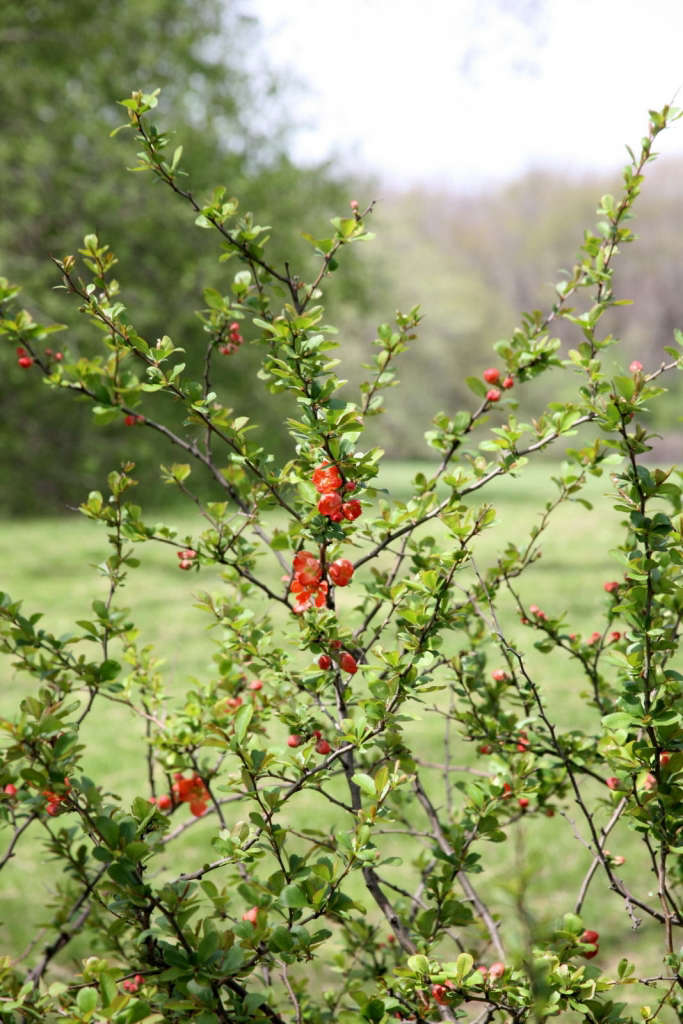 Gardening 101: Flowering Quince - Gardenista