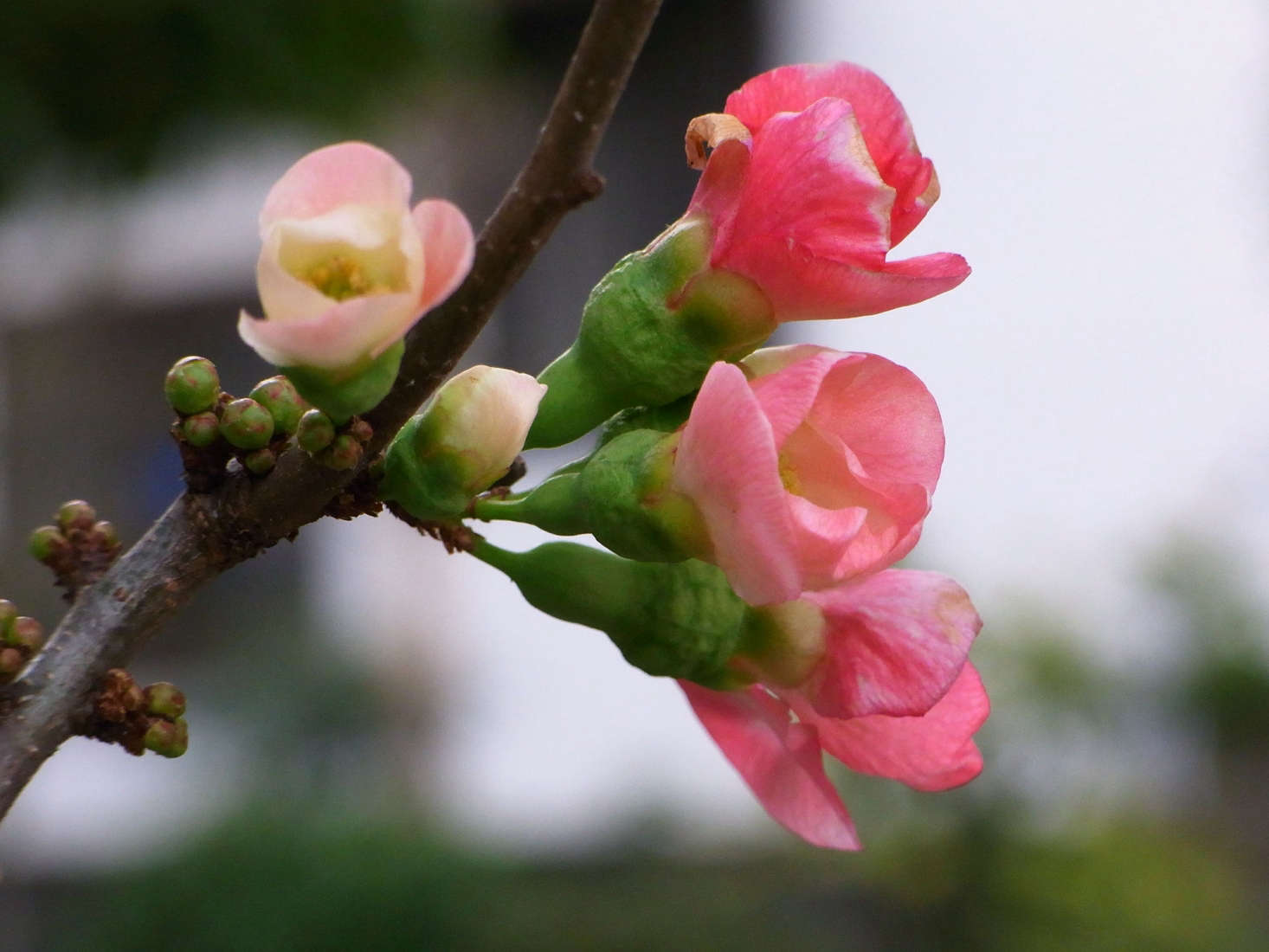 Gardening 101: Flowering Quince - Gardenista