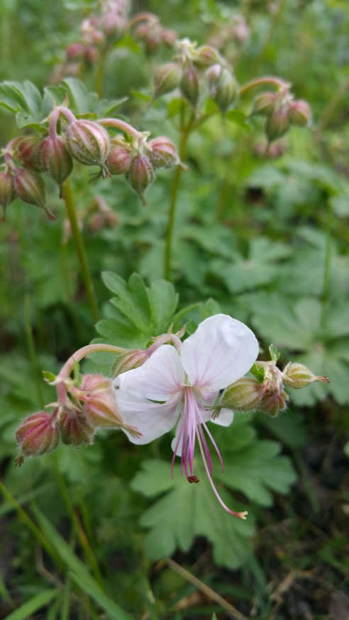 Gardening 101: Geranium - Gardenista