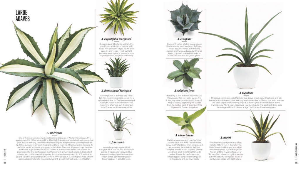 Required Reading: Succulents, The Ultimate Guide - Gardenista