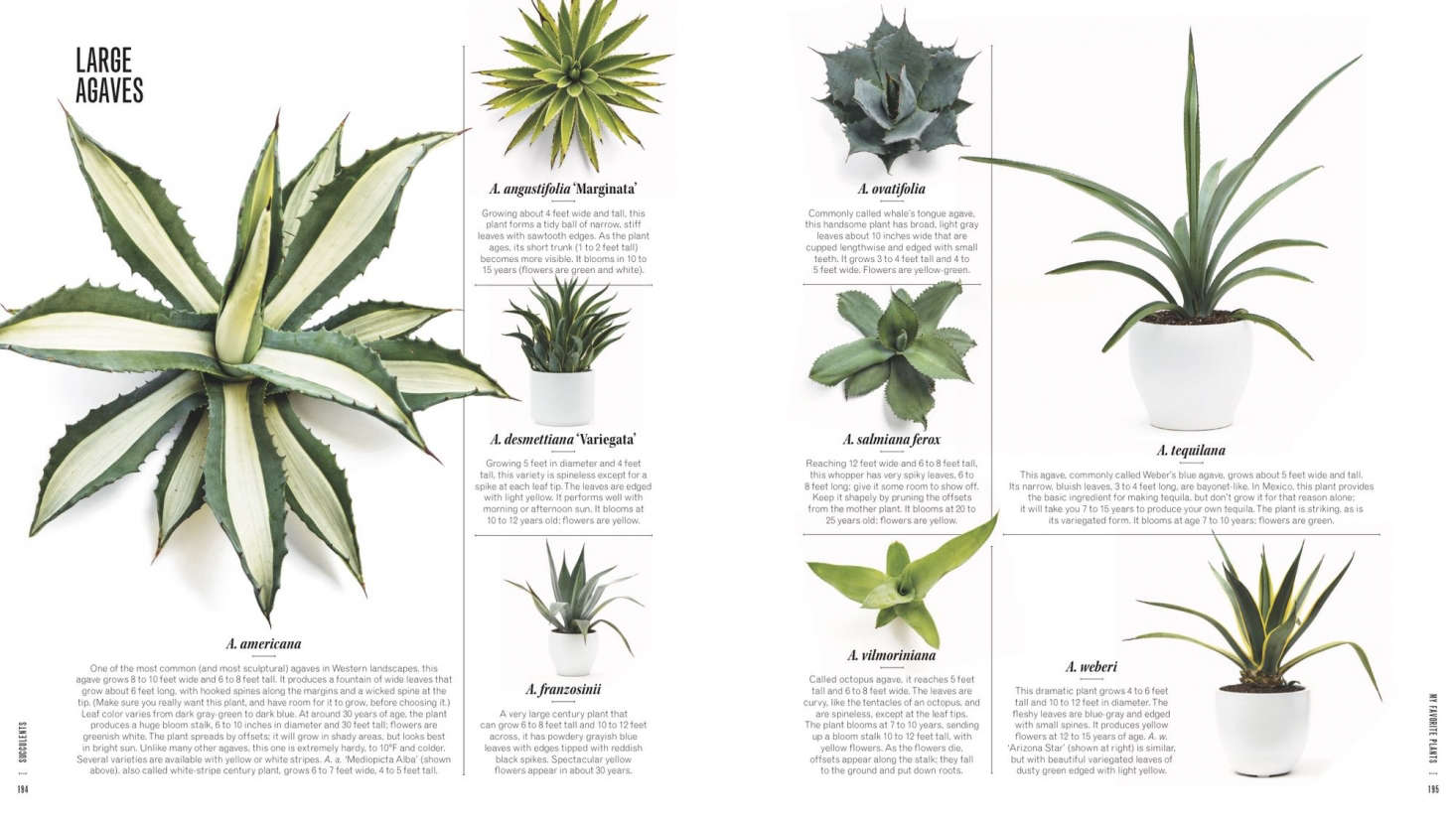 Required Reading: Succulents, The Ultimate Guide - Gardenista
