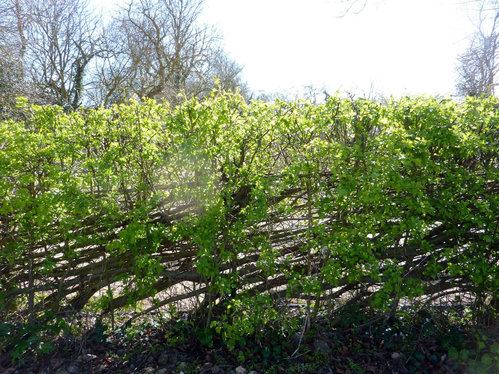 Landscaping 101: Hedge Laying - Gardenista