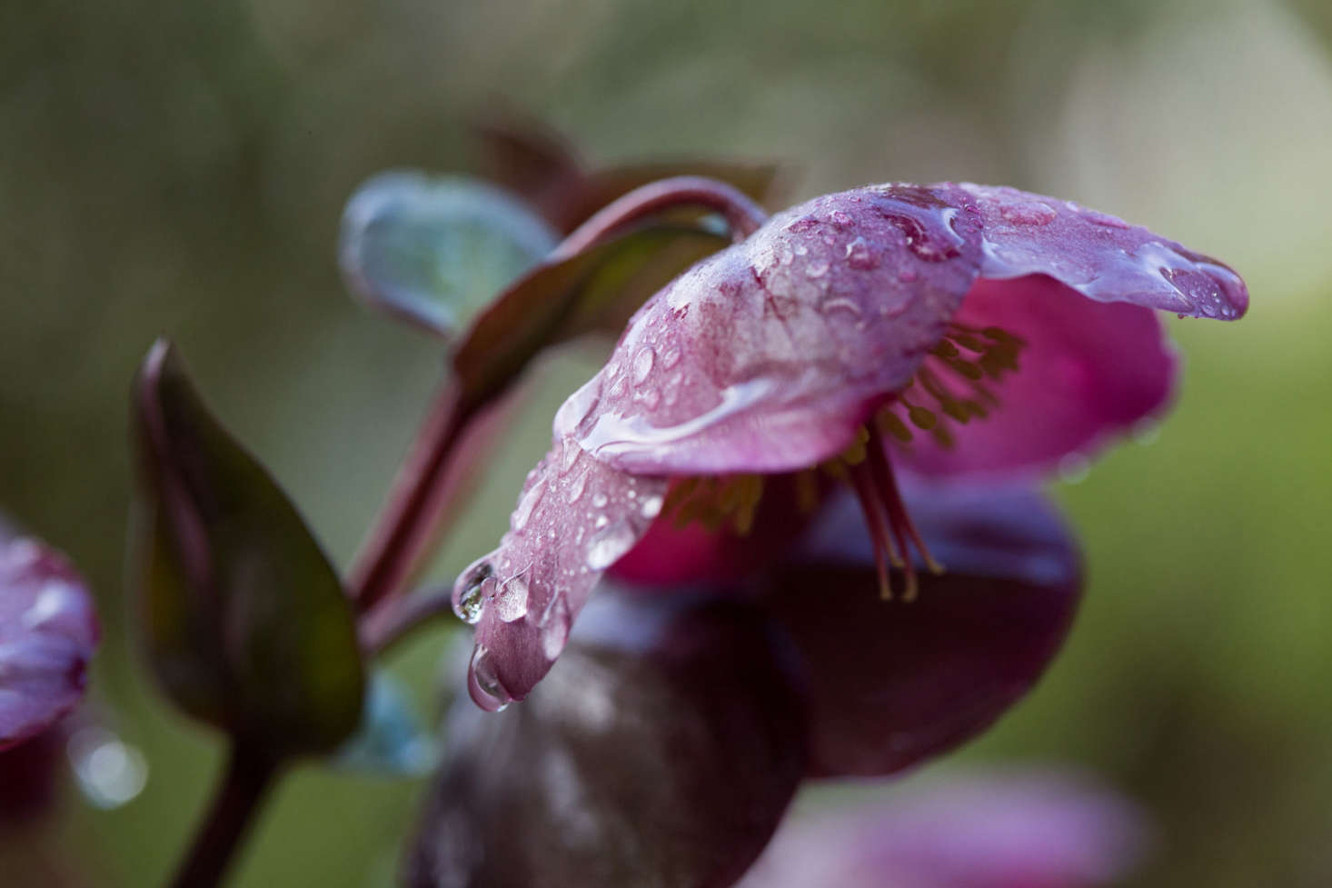 Cut Flowers: How to Help Hellebores Last Longer - Gardenista