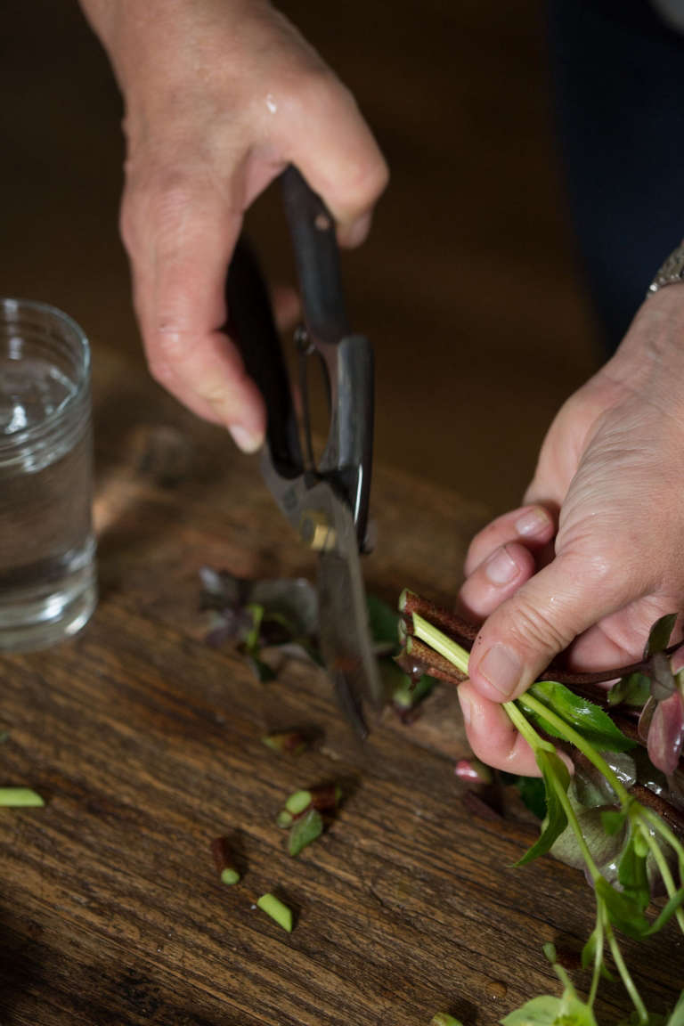 Cut Flowers: How to Help Hellebores Last Longer - Gardenista
