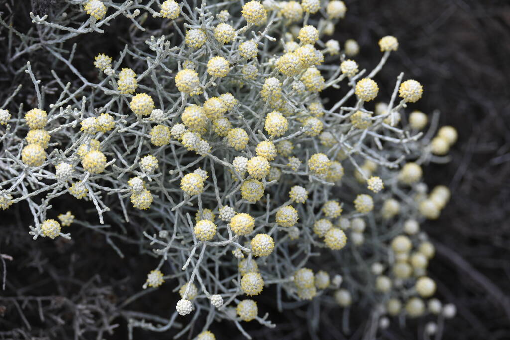 10 Easy Pieces: Gray Flowers - Gardenista