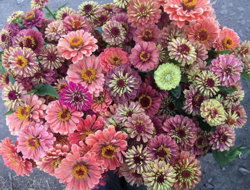 Current Obsessions: A New Leaf - Gardenista