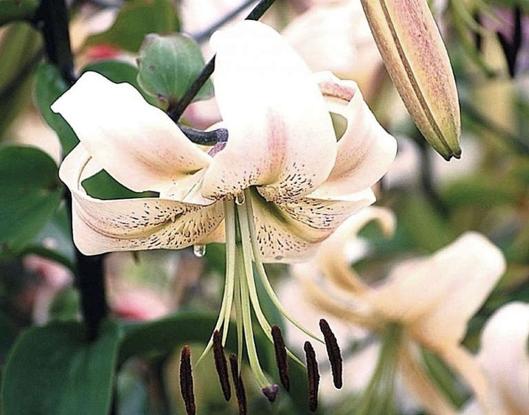 10 Easy Pieces: Gray Flowers - Gardenista