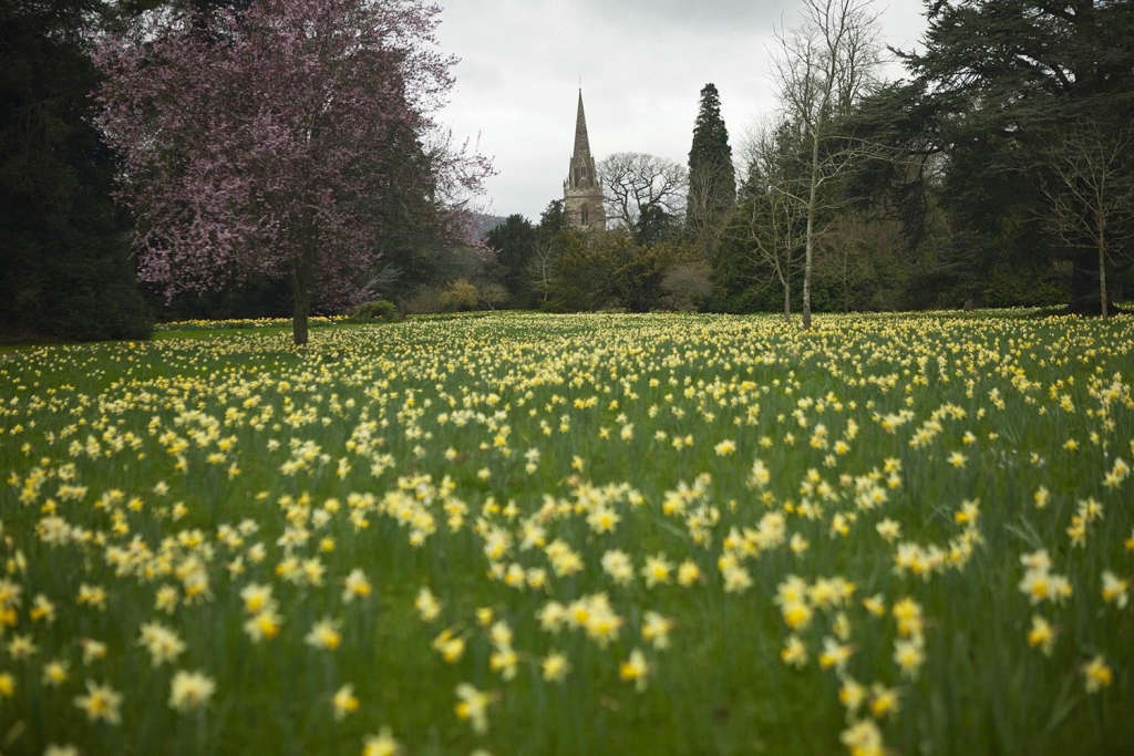 Garden Visit: Daffodil Days at Madresfield Court - Gardenista