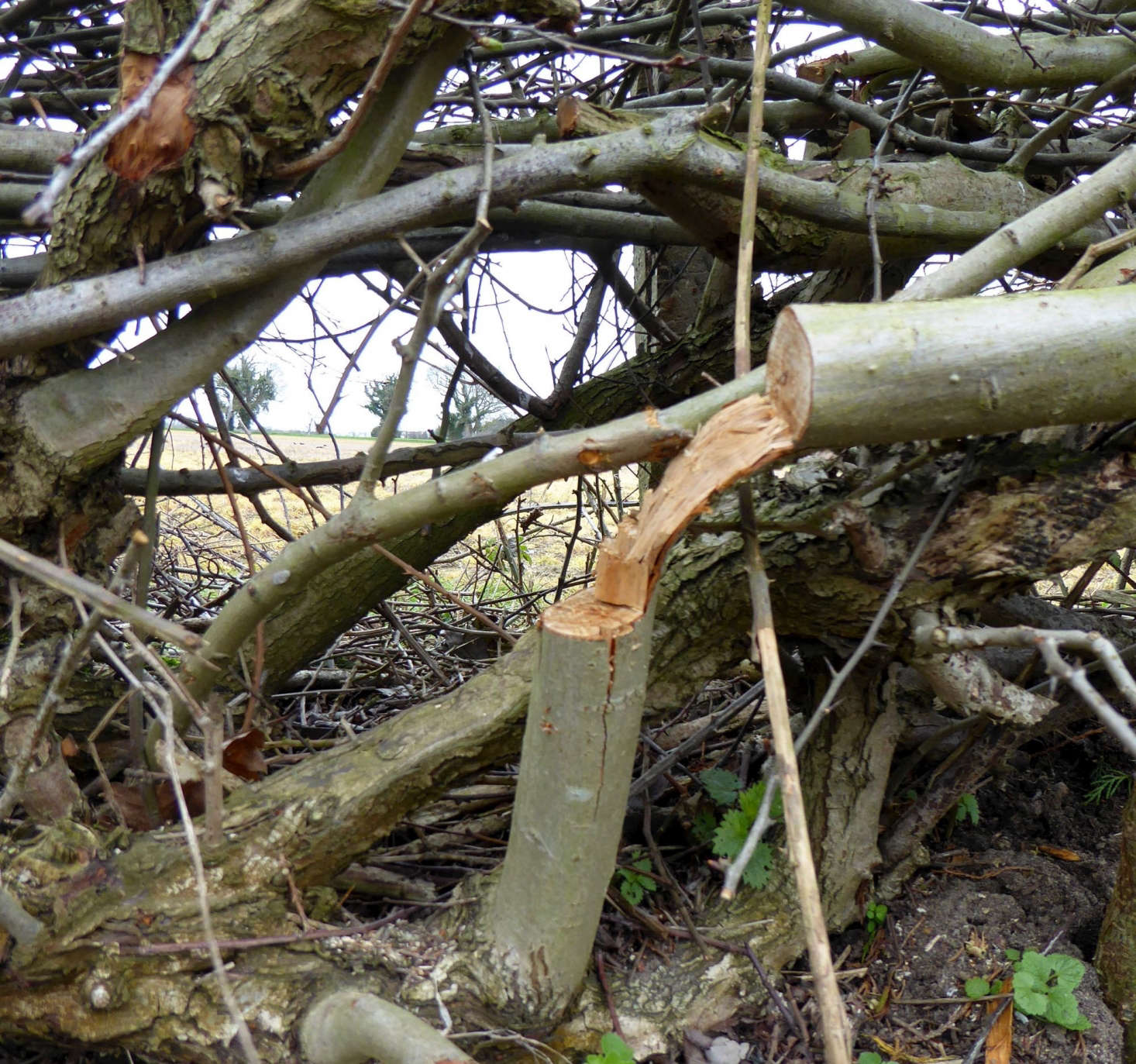 Landscaping 101: Hedge Laying - Gardenista