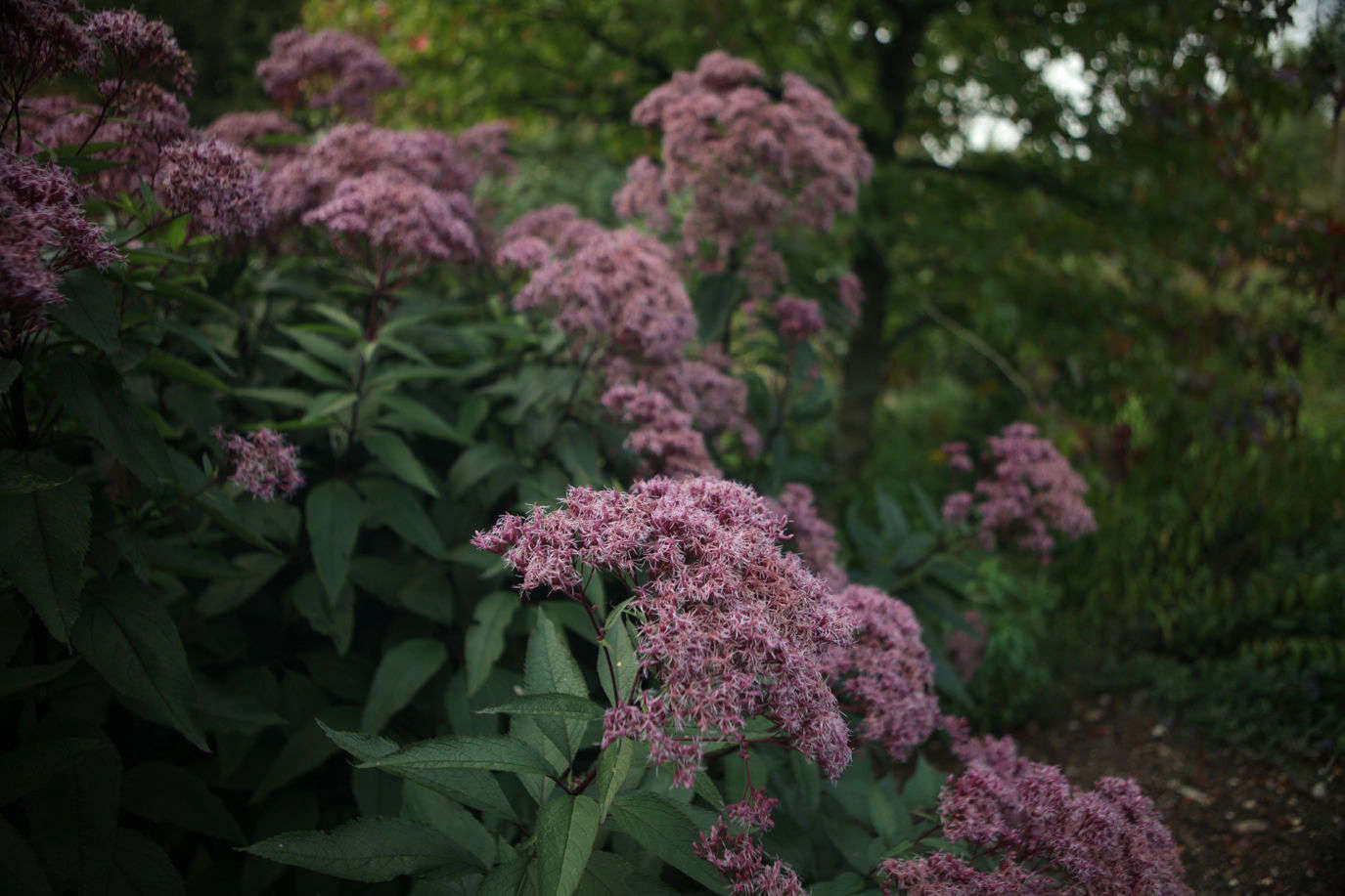Can This Garden Be Saved: "My Garden is Too Big" - Gardenista