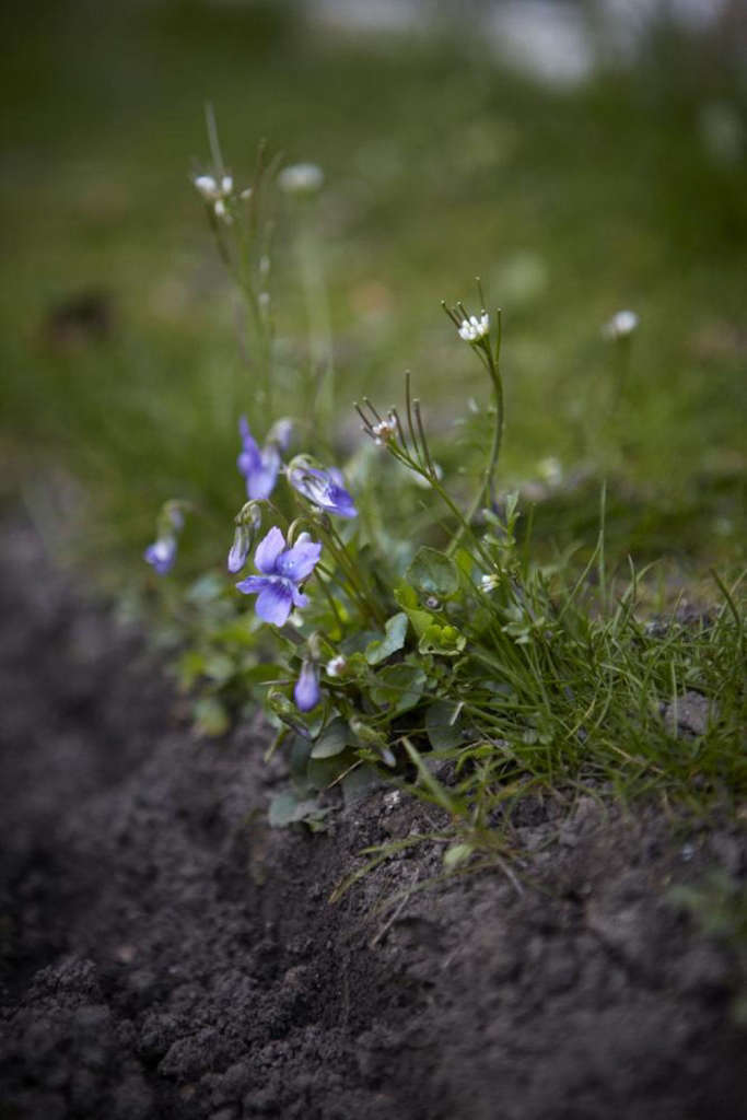 Gardening 101: Sweet Violets - Gardenista