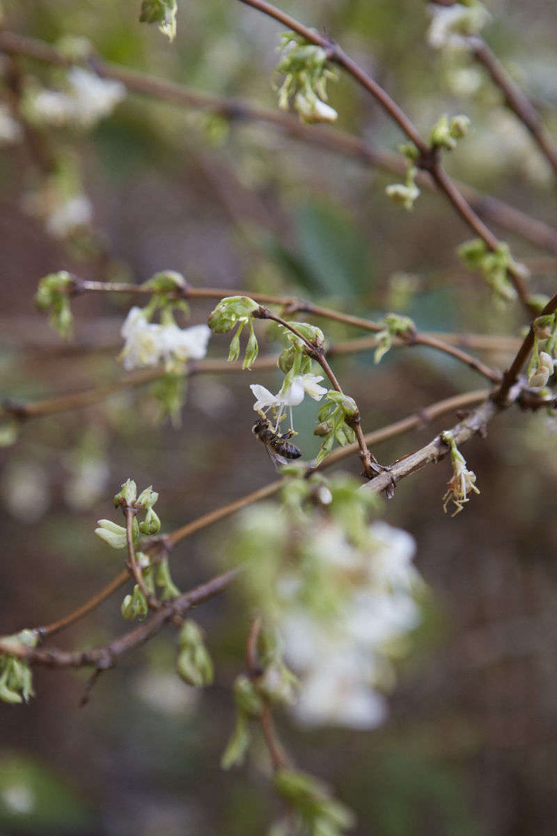 7 Fragrant Favorites: Winter-Flowering Scented Shrubs - Gardenista