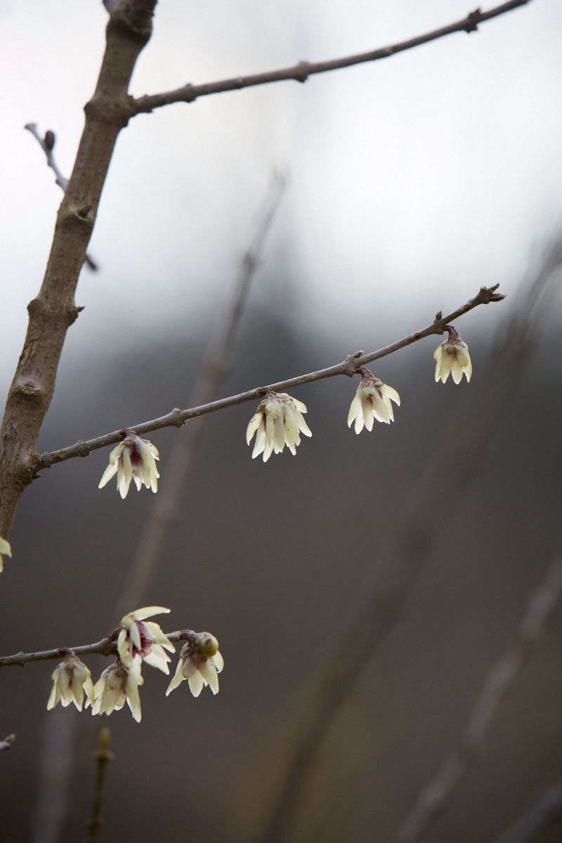 7 Fragrant Favorites: Winter-Flowering Scented Shrubs - Gardenista