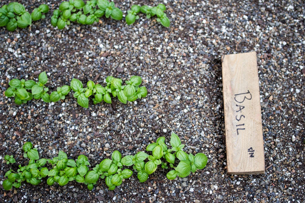 Restaurant Visit: A Secret Roof Garden at Rosemary's in Greenwich ...