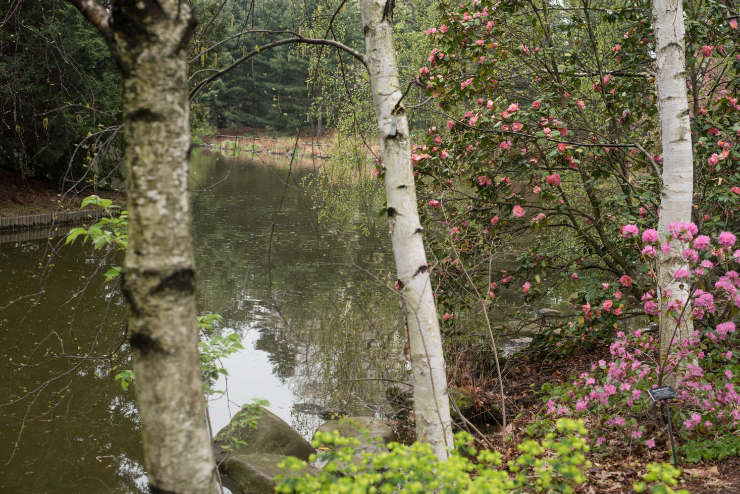 Cherry Blossoms: 7 Trees to See at Brooklyn Botanic Garden's Festival ...