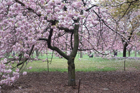Cherry Blossoms: 7 Trees to See at Brooklyn Botanic Garden's Festival ...