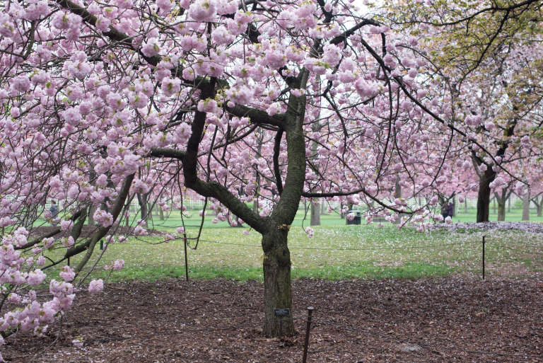 Cherry Blossoms: 6 Flowering Trees to Grow at Home - Gardenista