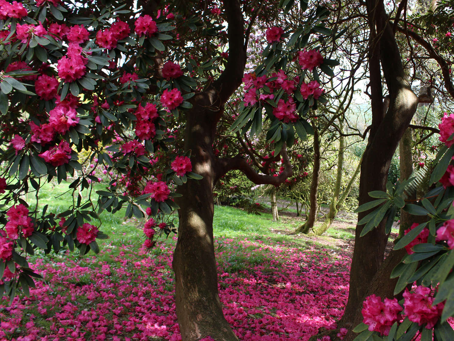 Gardening 101: How to Use Coffee Grounds in the Garden - Gardenista