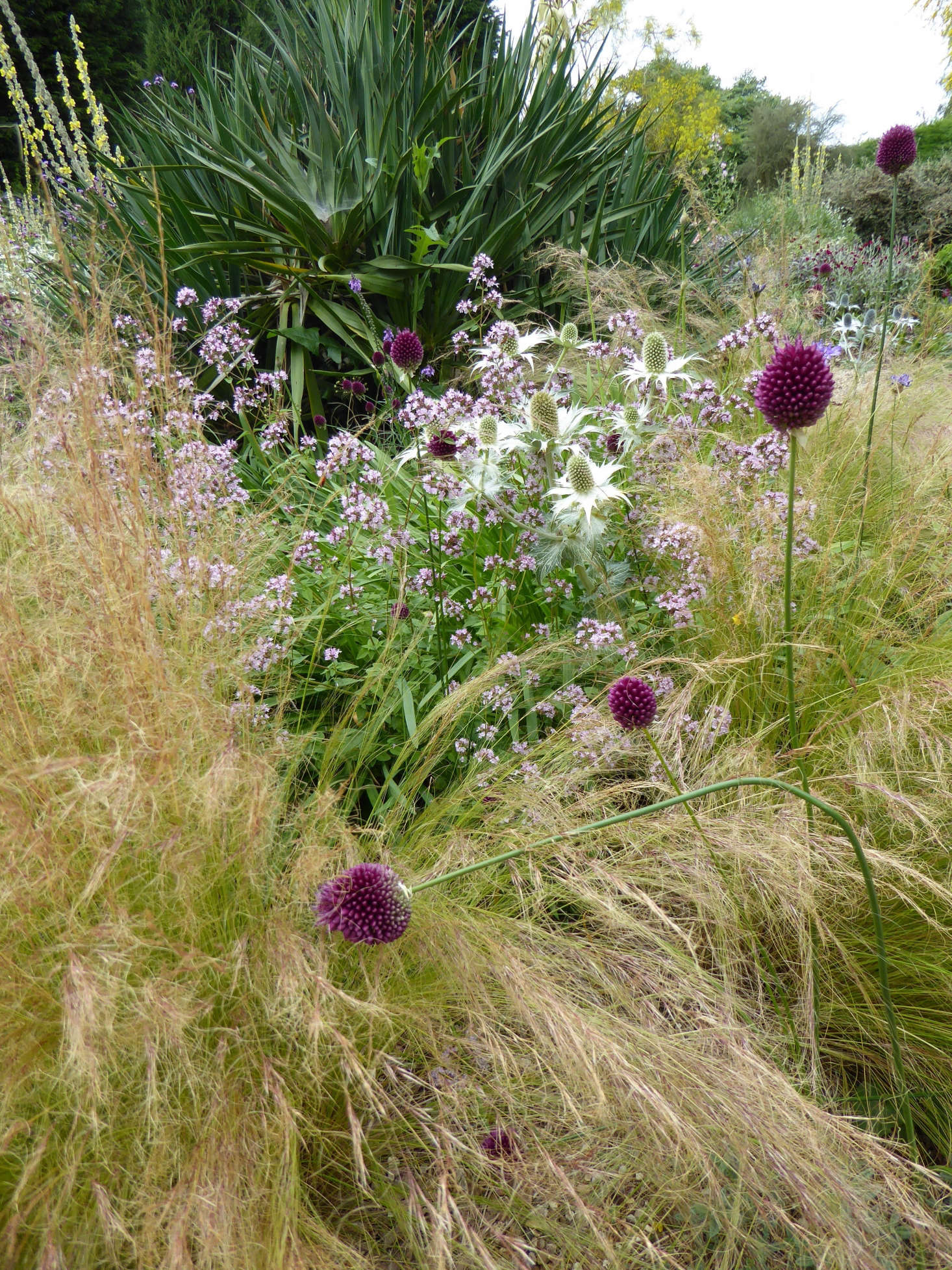 Gardening 101 Sea Holly Gardenista