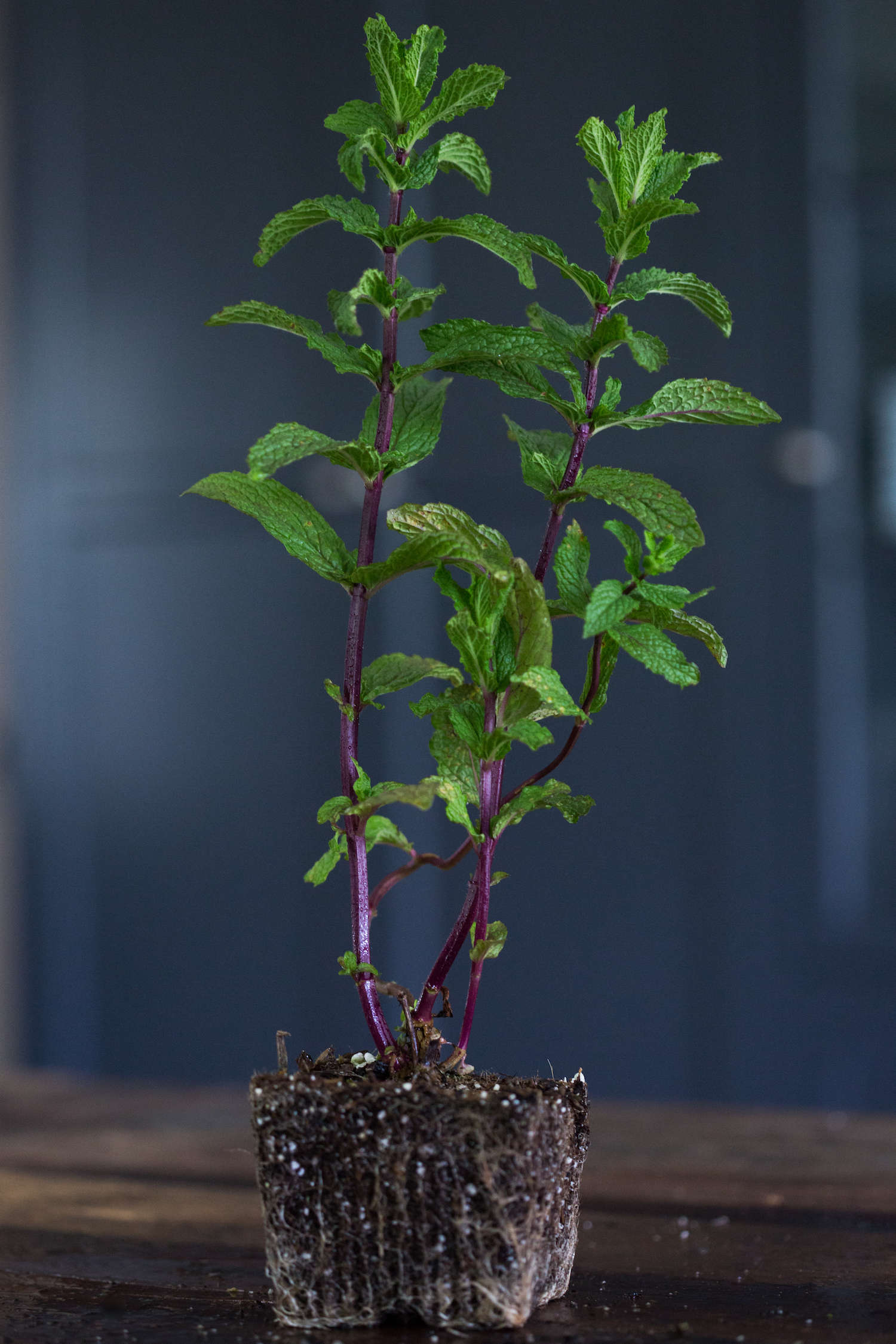 Mints: 9 Favorites for a Cook's Container Garden - Gardenista