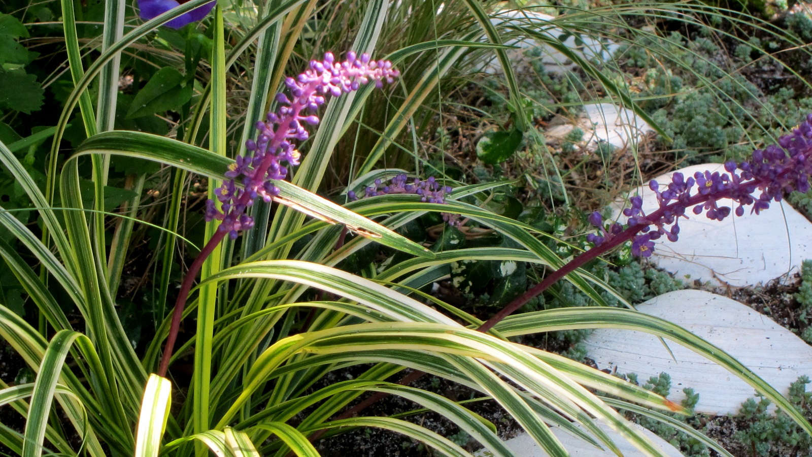 Gardening 101: Lilyturf - Gardenista