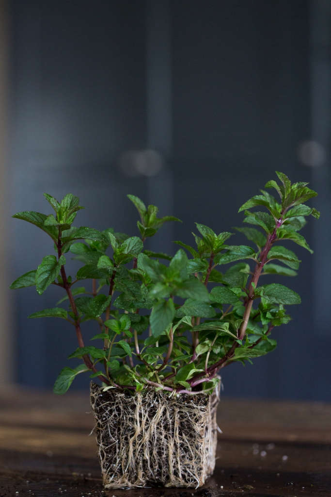 Mints: 9 Favorites for a Cook's Container Garden - Gardenista