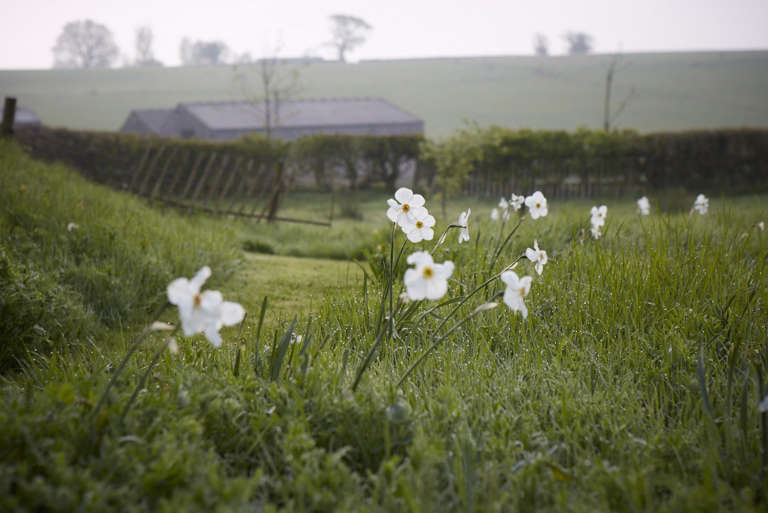 Why Are My Daffodils Coming Up Early? What to Do With the Early Bloomers