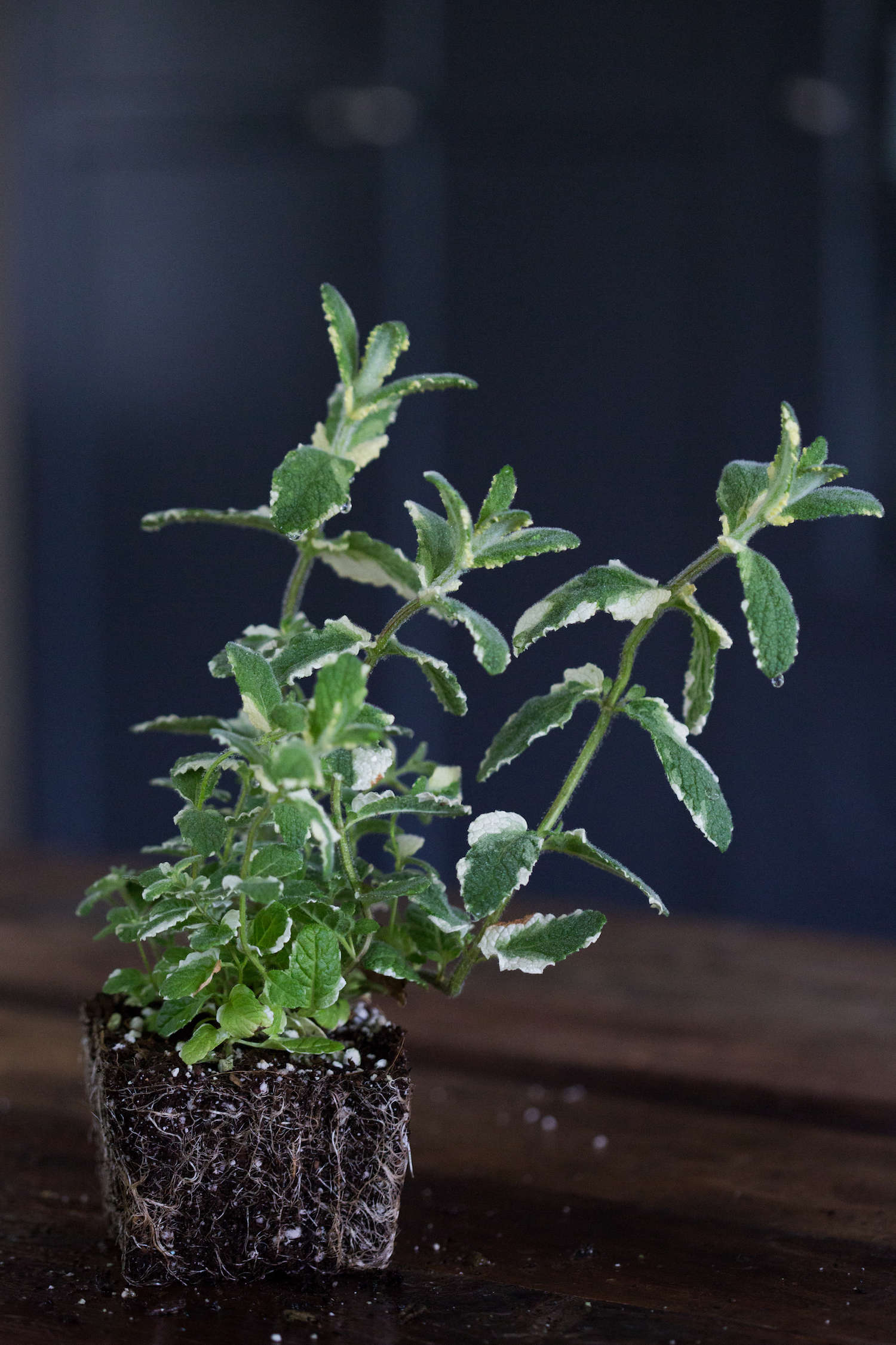 Mints: 9 Favorites for a Cook's Container Garden - Gardenista