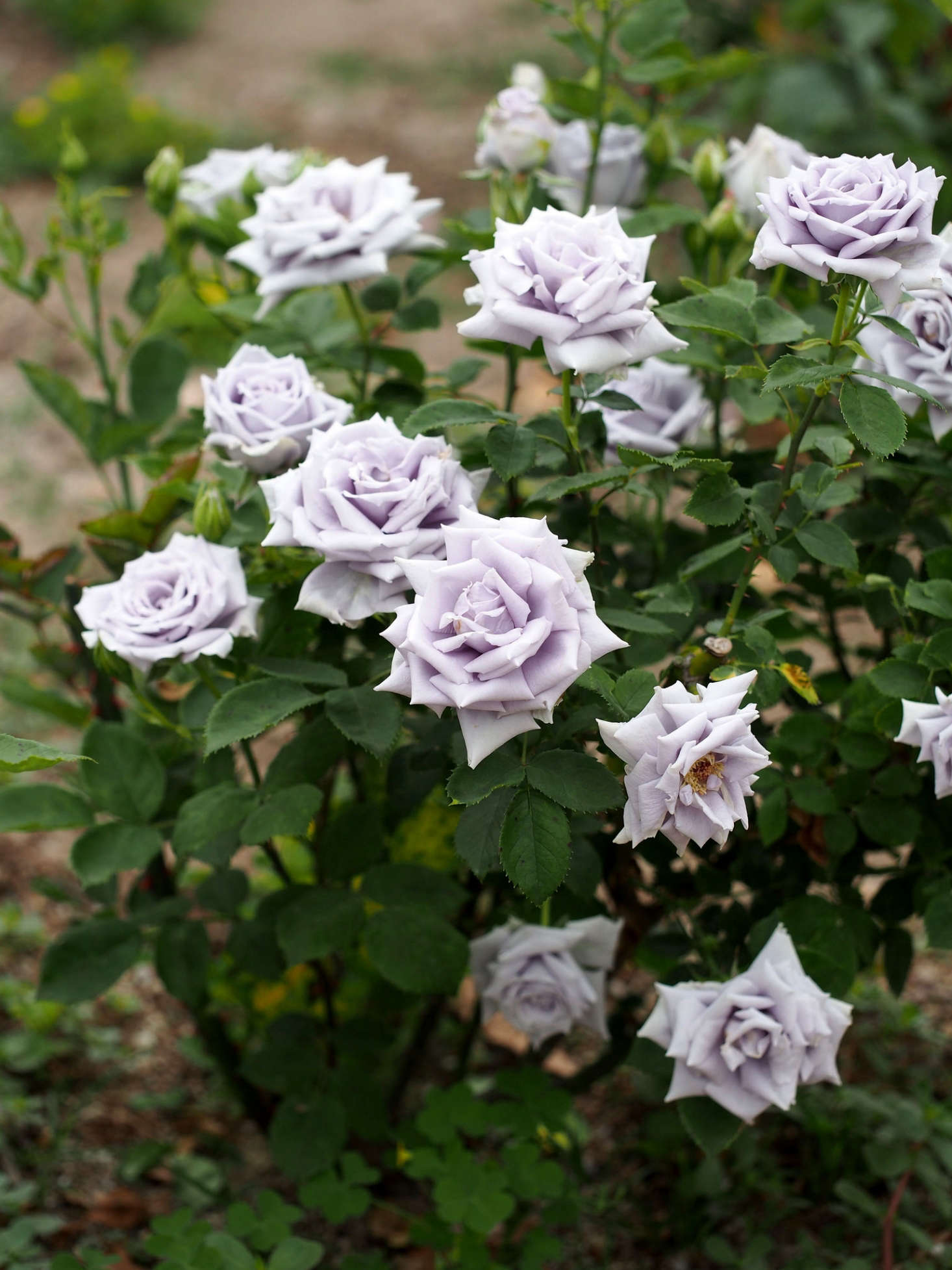 Object of Desire: Blue Roses - Gardenista